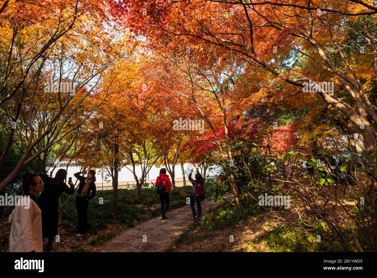 Autumn colours of the Chinese Maple Tree, Acer palmatum, at Qiuxiapu ...