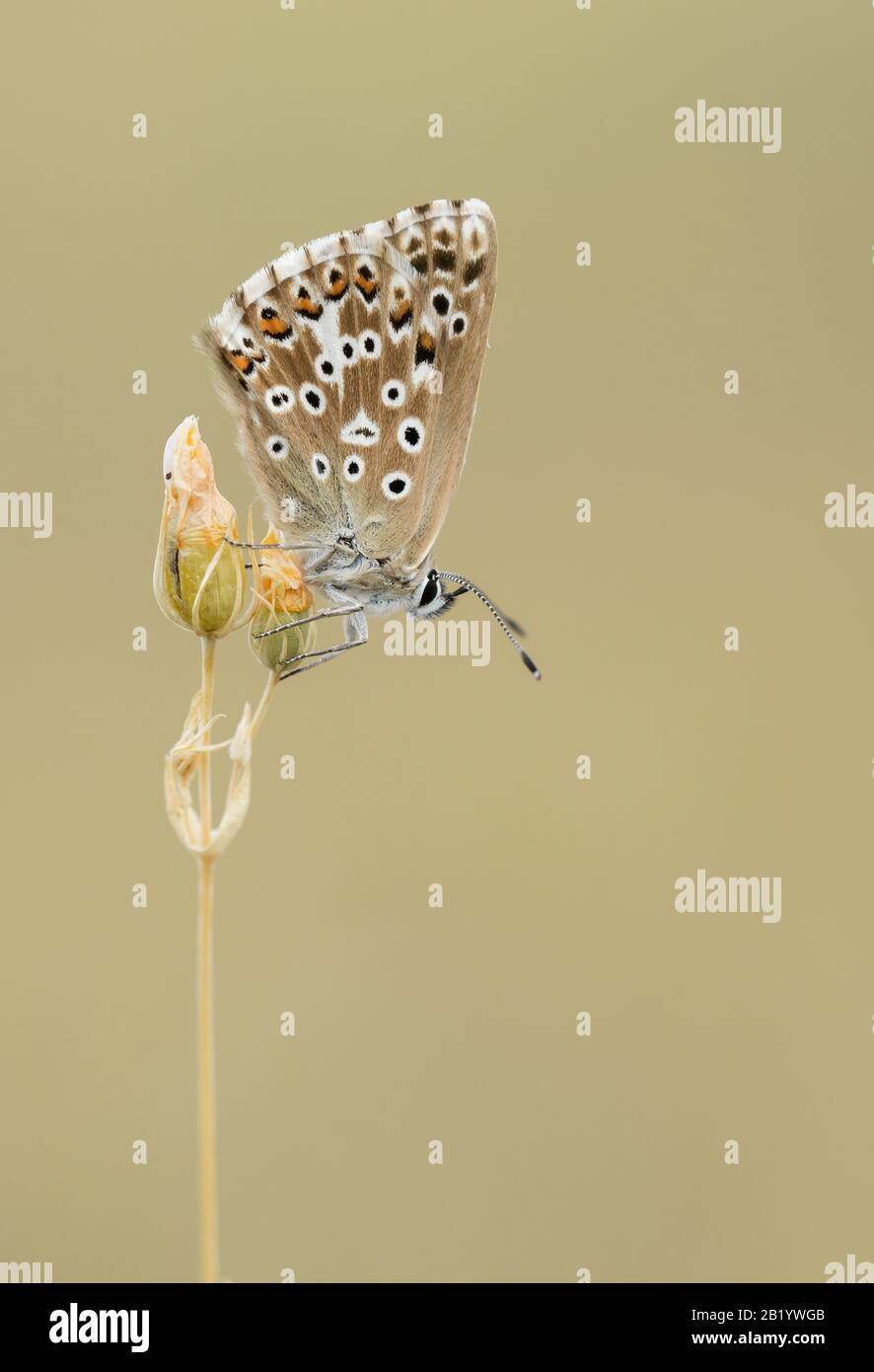 Chalkhill blue butterflies hi-res stock photography and images - Alamy