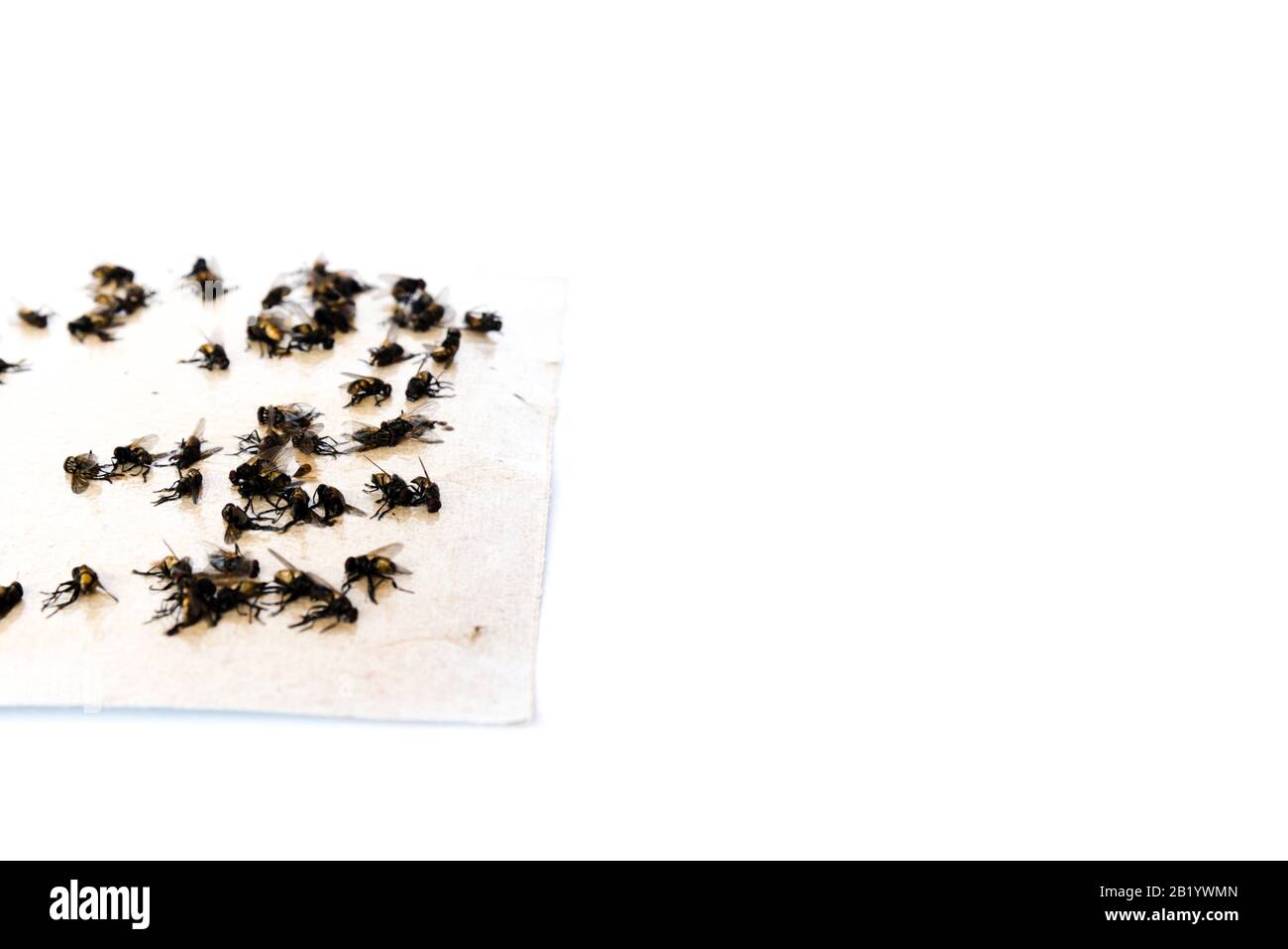 Sticky fly tape with many flies trapped on the extremely sticky surface ...