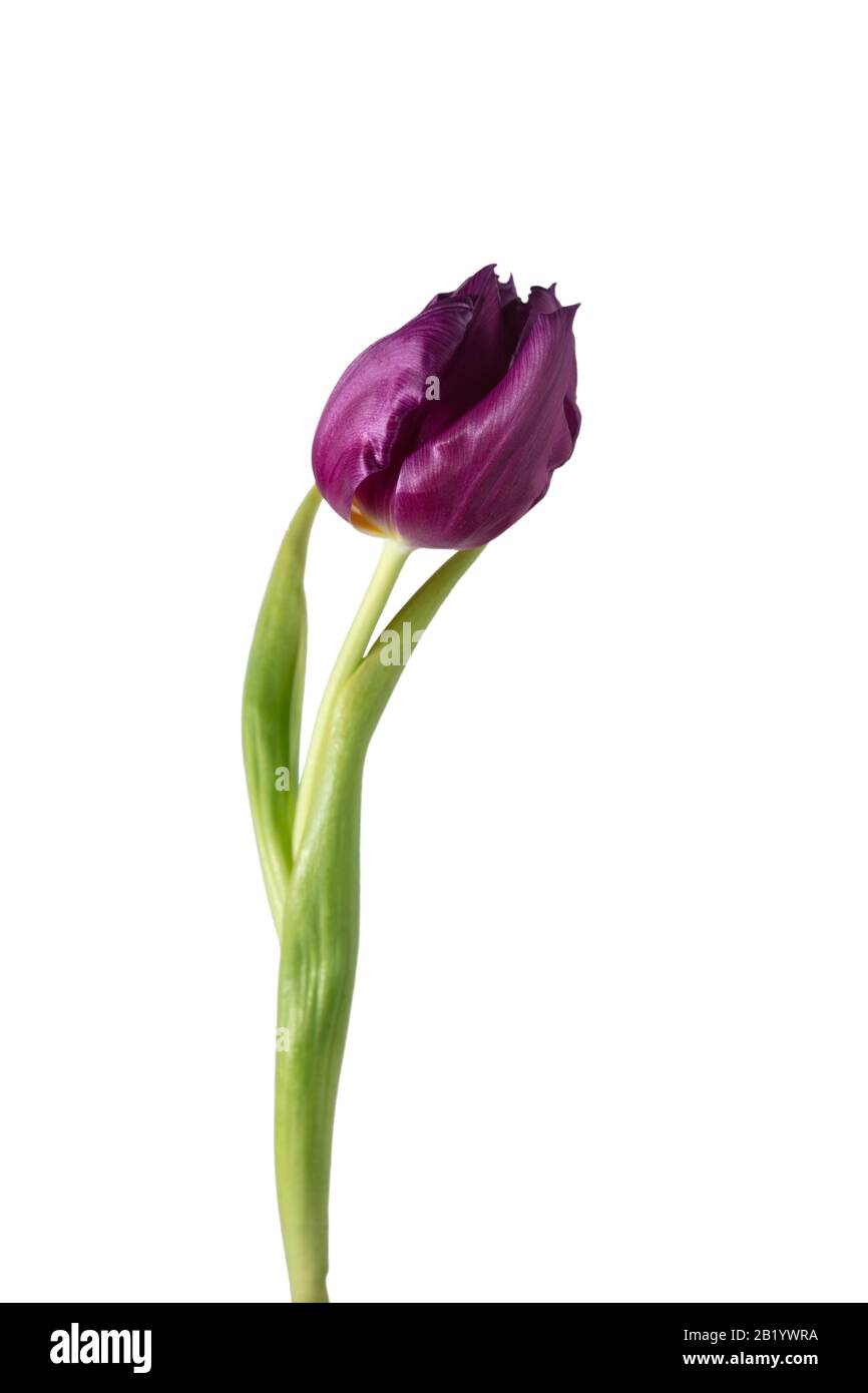 Bright yellow and deep purple Cut Out Stock Images & Pictures - Alamy