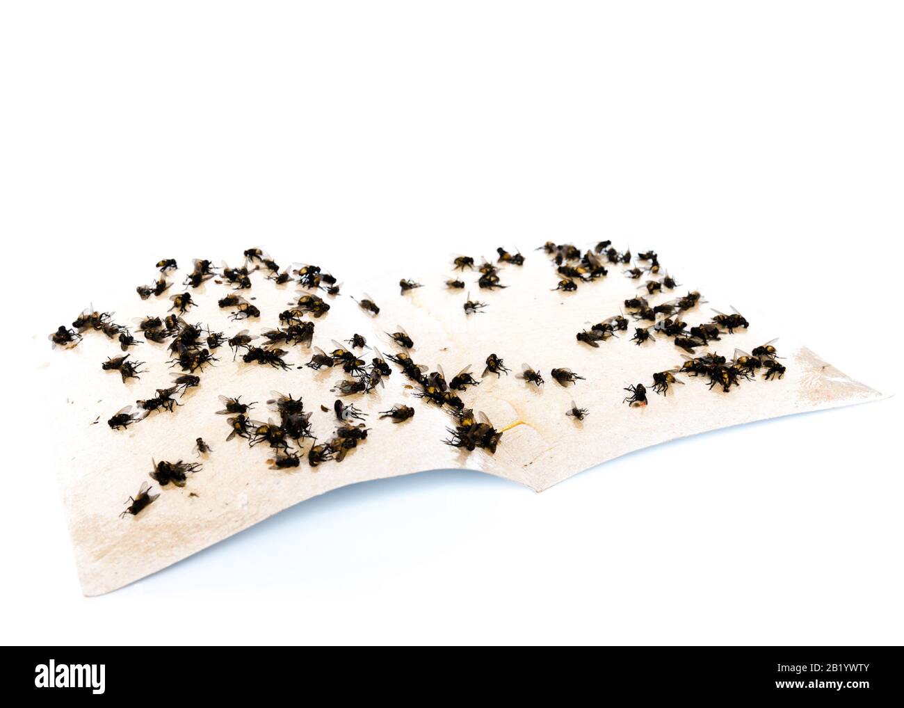 Sticky fly tape with many flies trapped on the extremely sticky surface ...