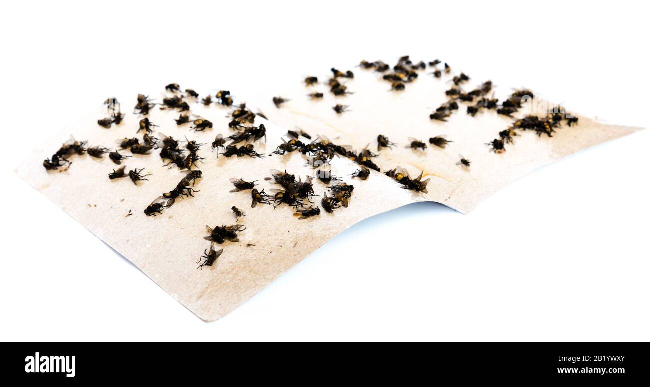 Sticky fly tape with many flies trapped on the extremely sticky surface ...