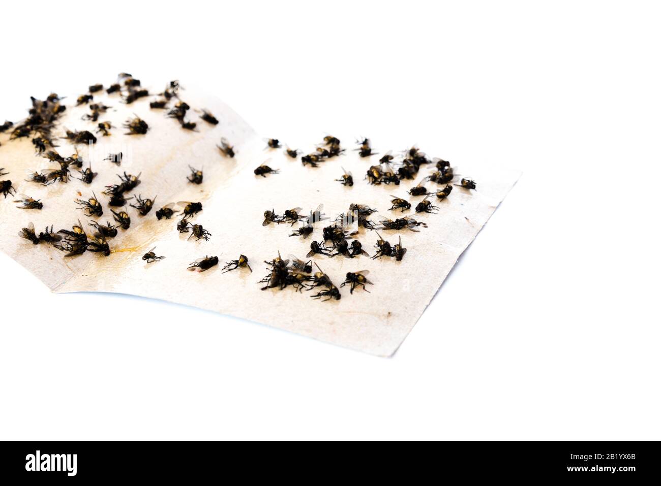 Sticky fly tape with many flies trapped on the extremely sticky surface ...