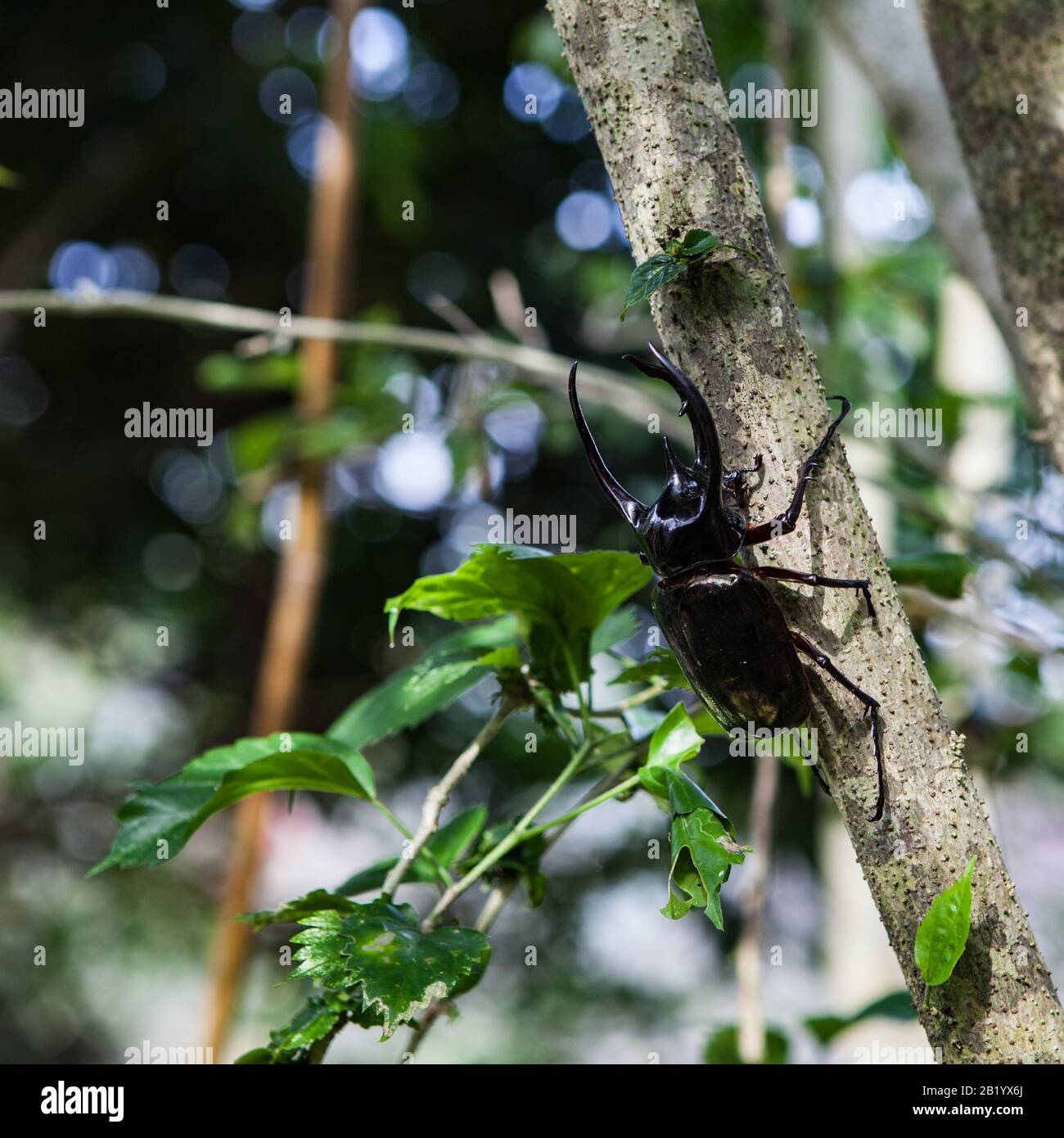 Rhino beetle horn hi-res stock photography and images - Alamy