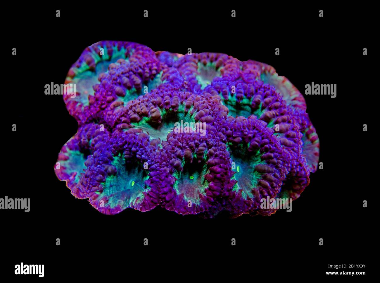Big Polyp Blastomussa LPS Coral - (Blastomussa wellsi Stock Photo - Alamy
