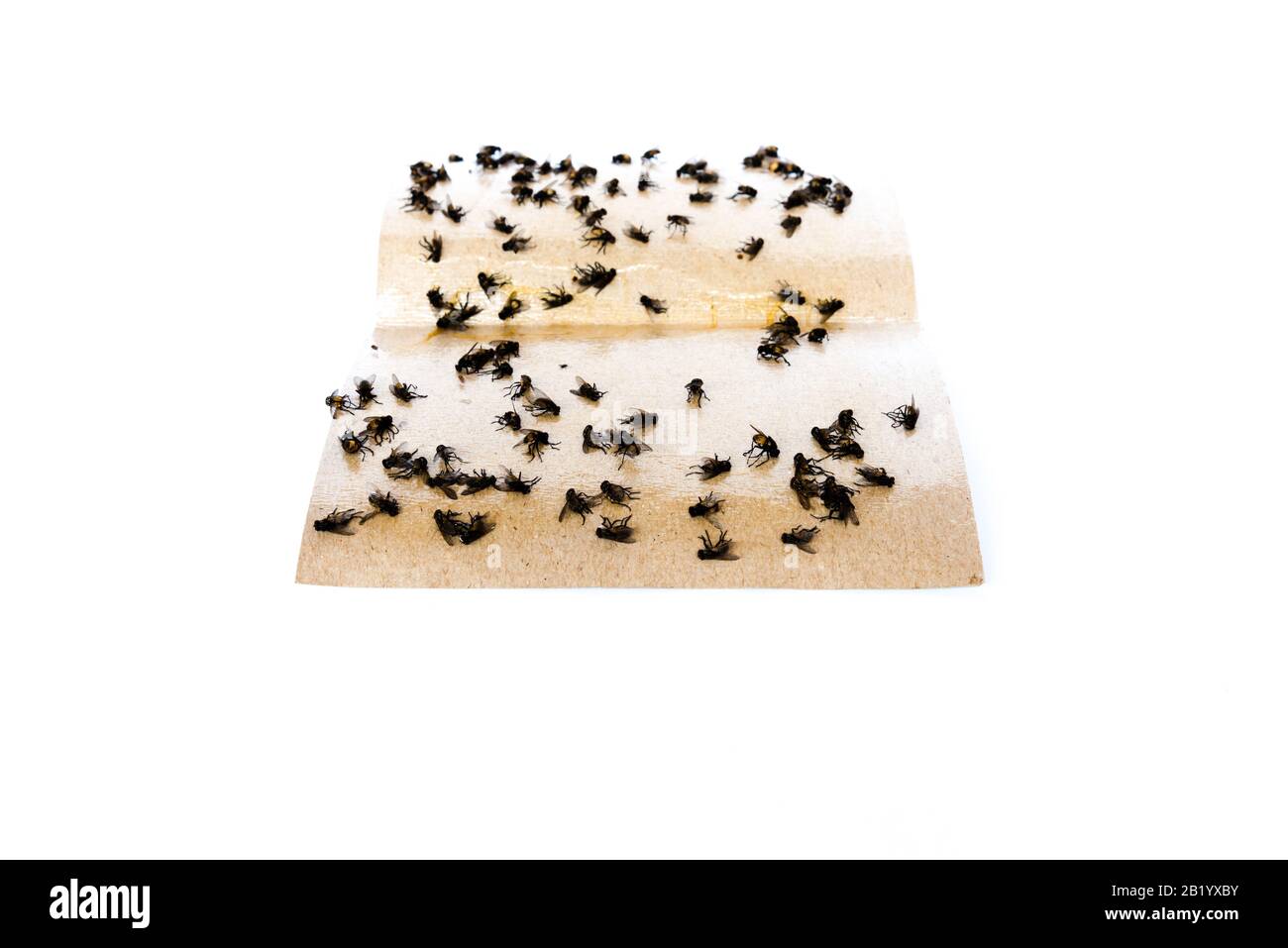 Sticky fly tape with many flies trapped on the extremely sticky surface ...