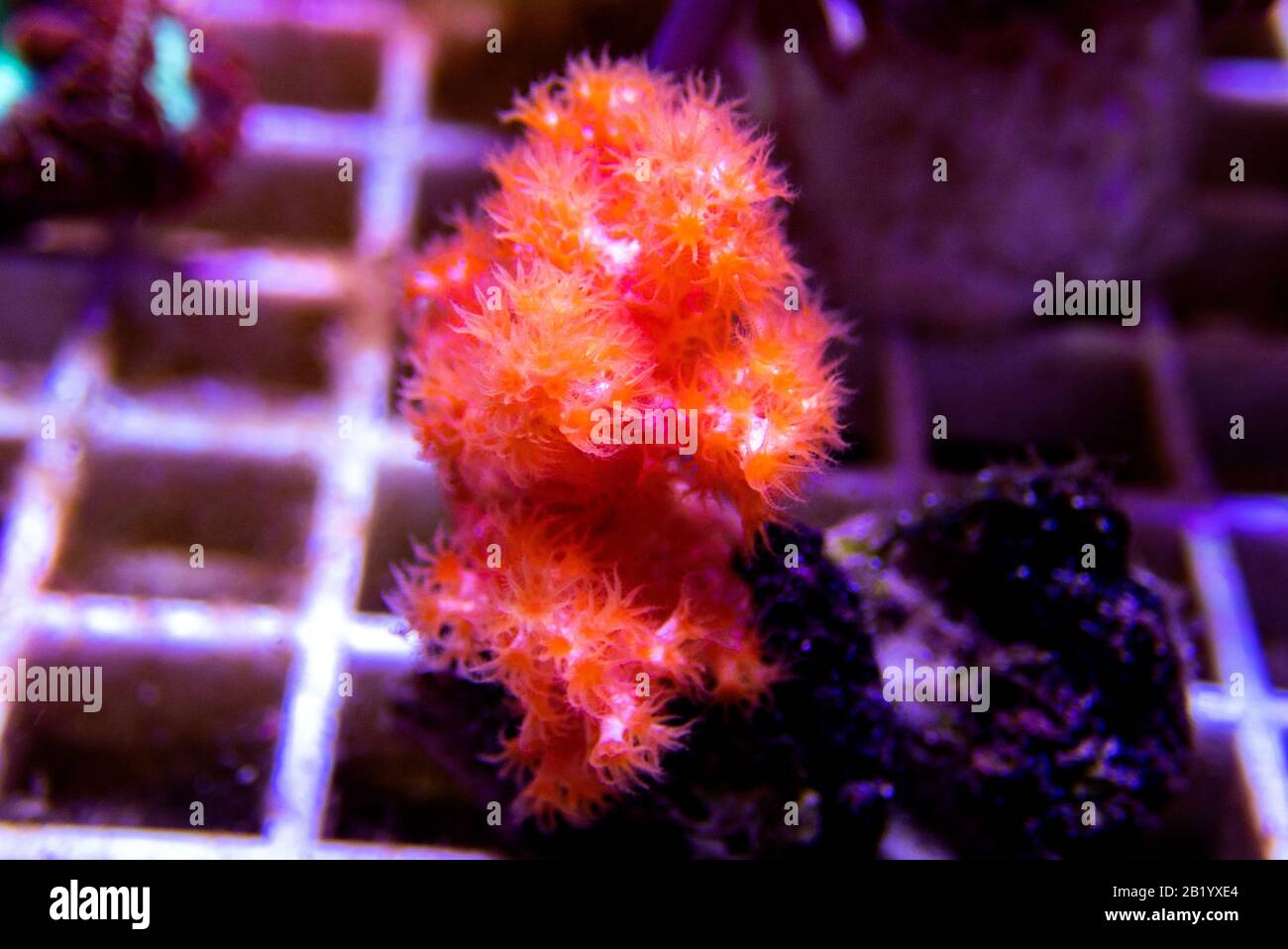 Orange Flower Tree Coral - Scleronephthya spp Stock Photo - Alamy