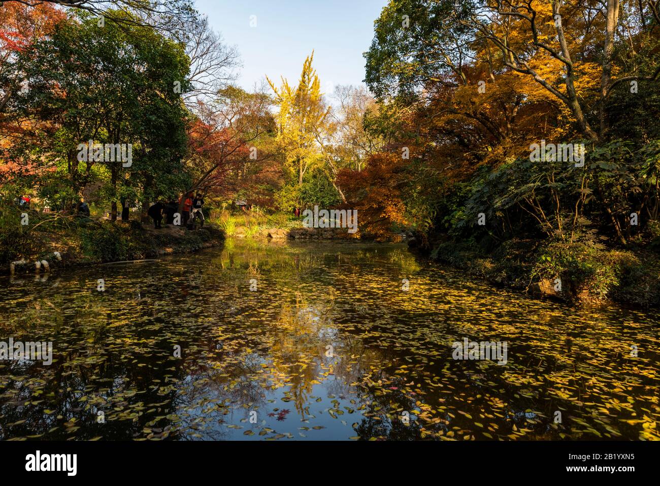Autumn colours of the Chinese Maple Tree, Acer palmatum, at Qiuxiapu ...