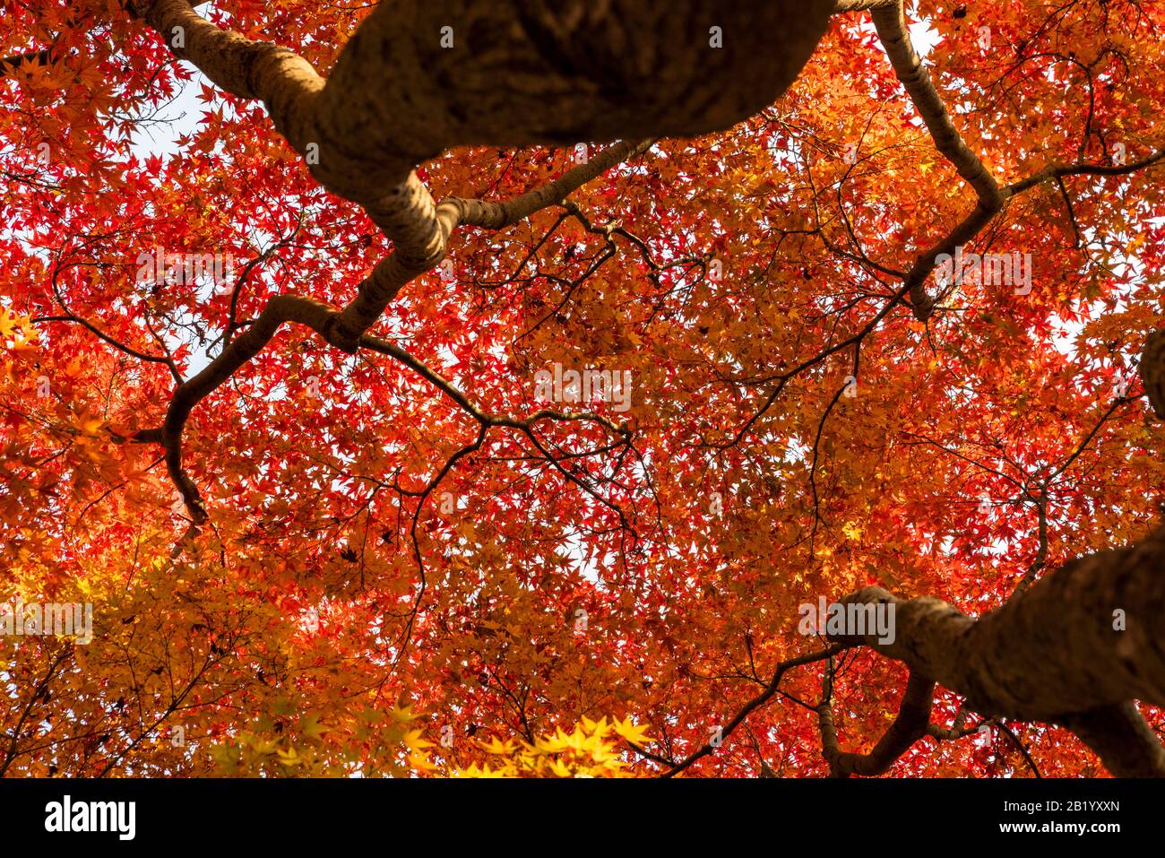 Autumn colours of the Chinese Maple Tree, Acer palmatum, at Qiuxiapu ...