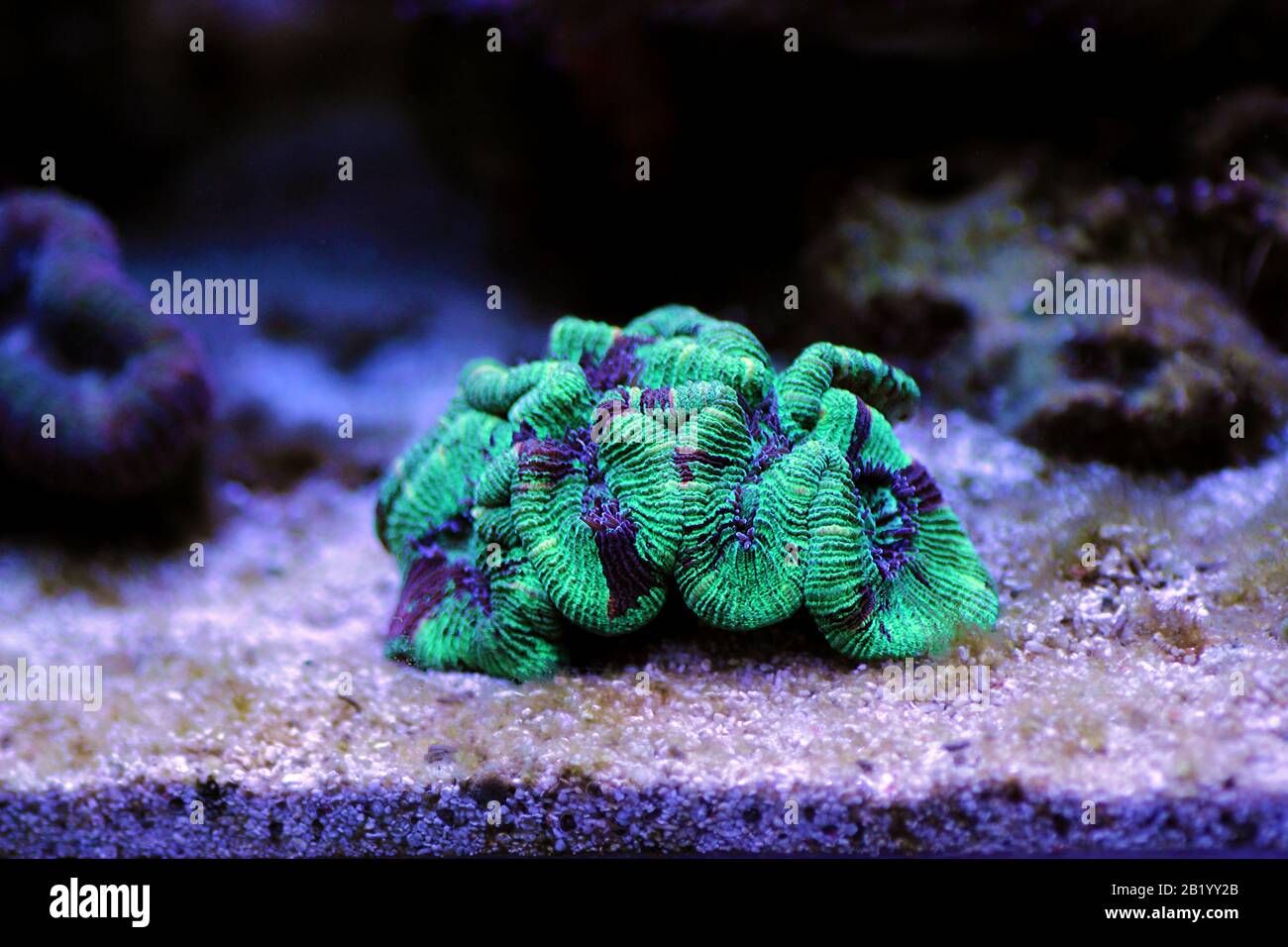 Green Open Brain Coral High Resolution Stock Photography and Images - Alamy