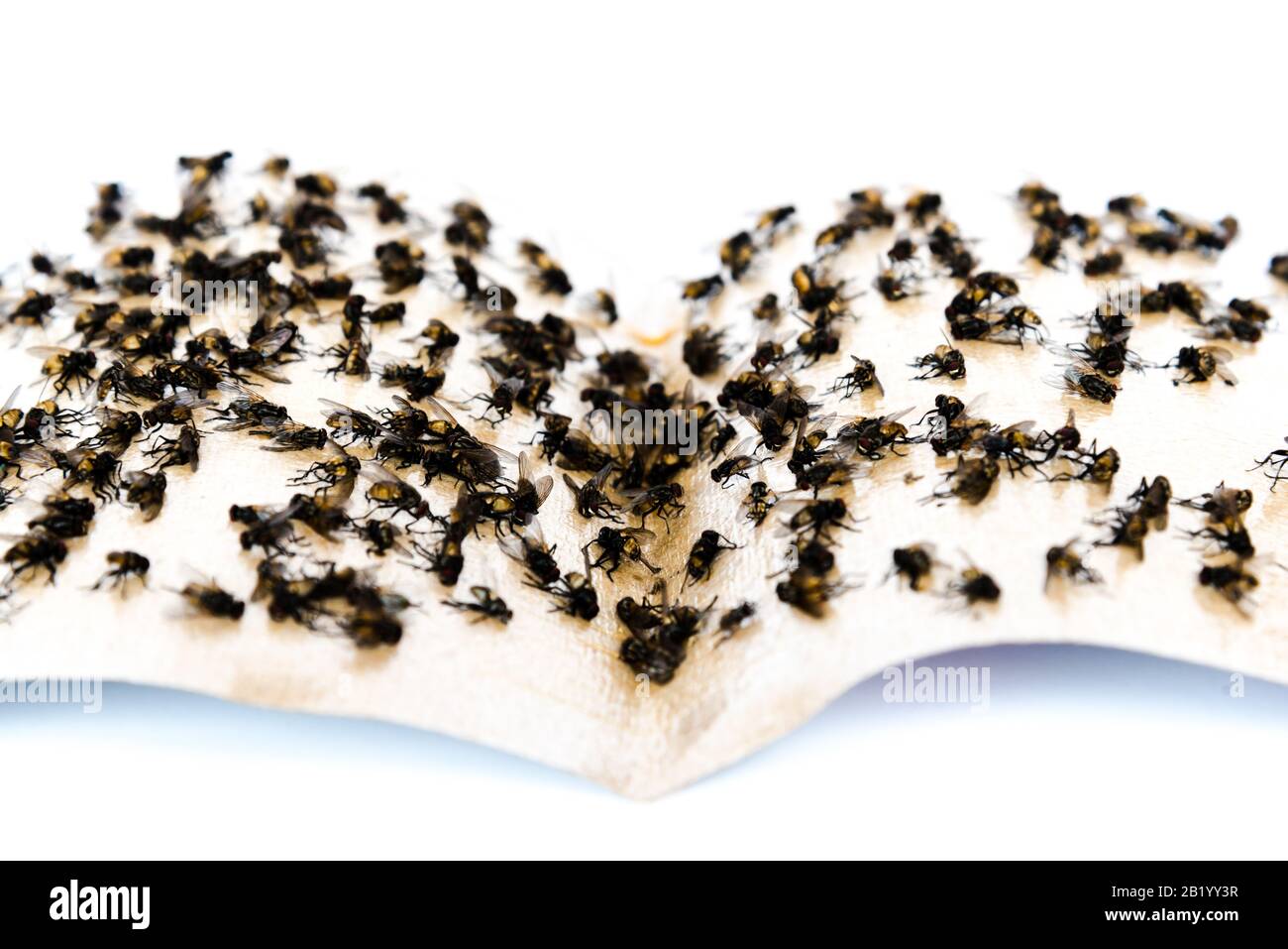 Close-up sticky fly tape with many flies trapped on extremely sticky ...