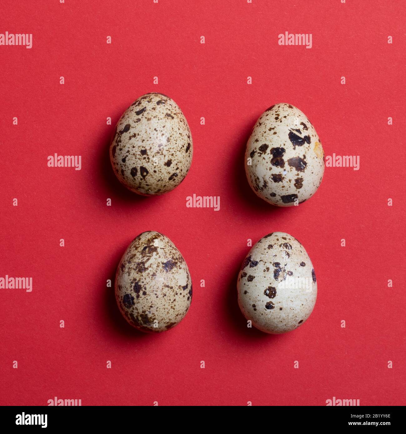Fresh organic quill eggs on red paper, food design background. Flat lay ...