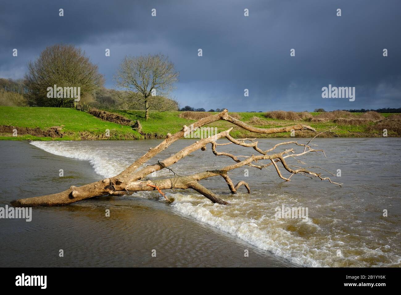 Floating tree hi-res stock photography and images - Alamy