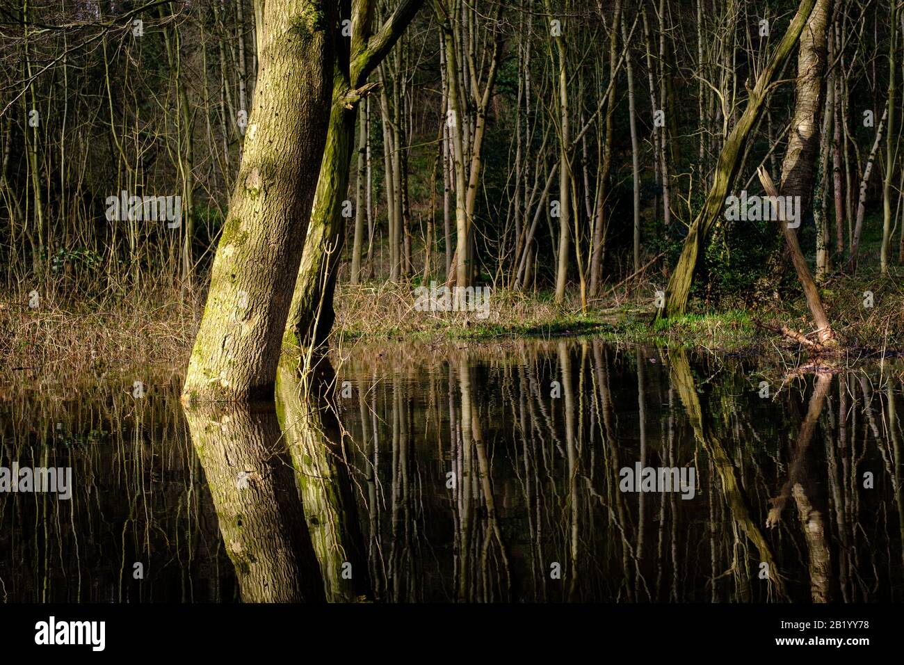Waterlogged trees hi-res stock photography and images - Alamy