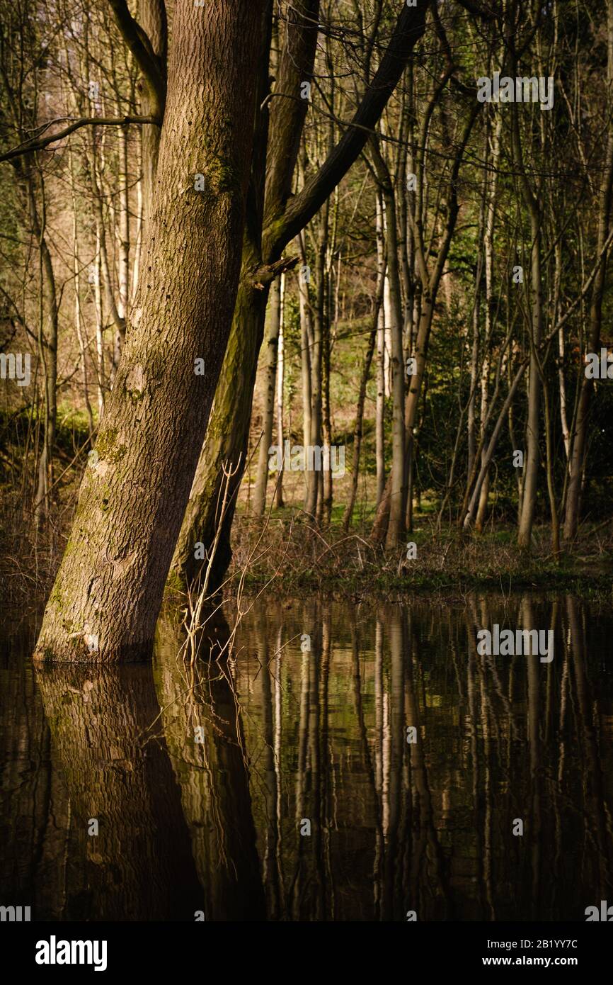 Waterlogged trees hi-res stock photography and images - Alamy
