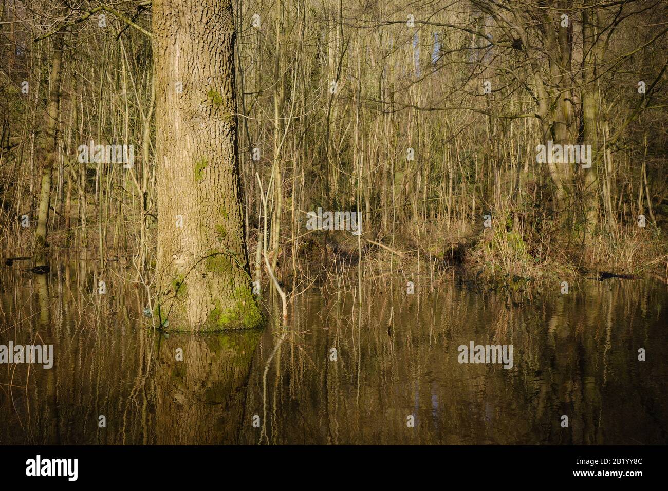 Waterlogged trees hi-res stock photography and images - Alamy
