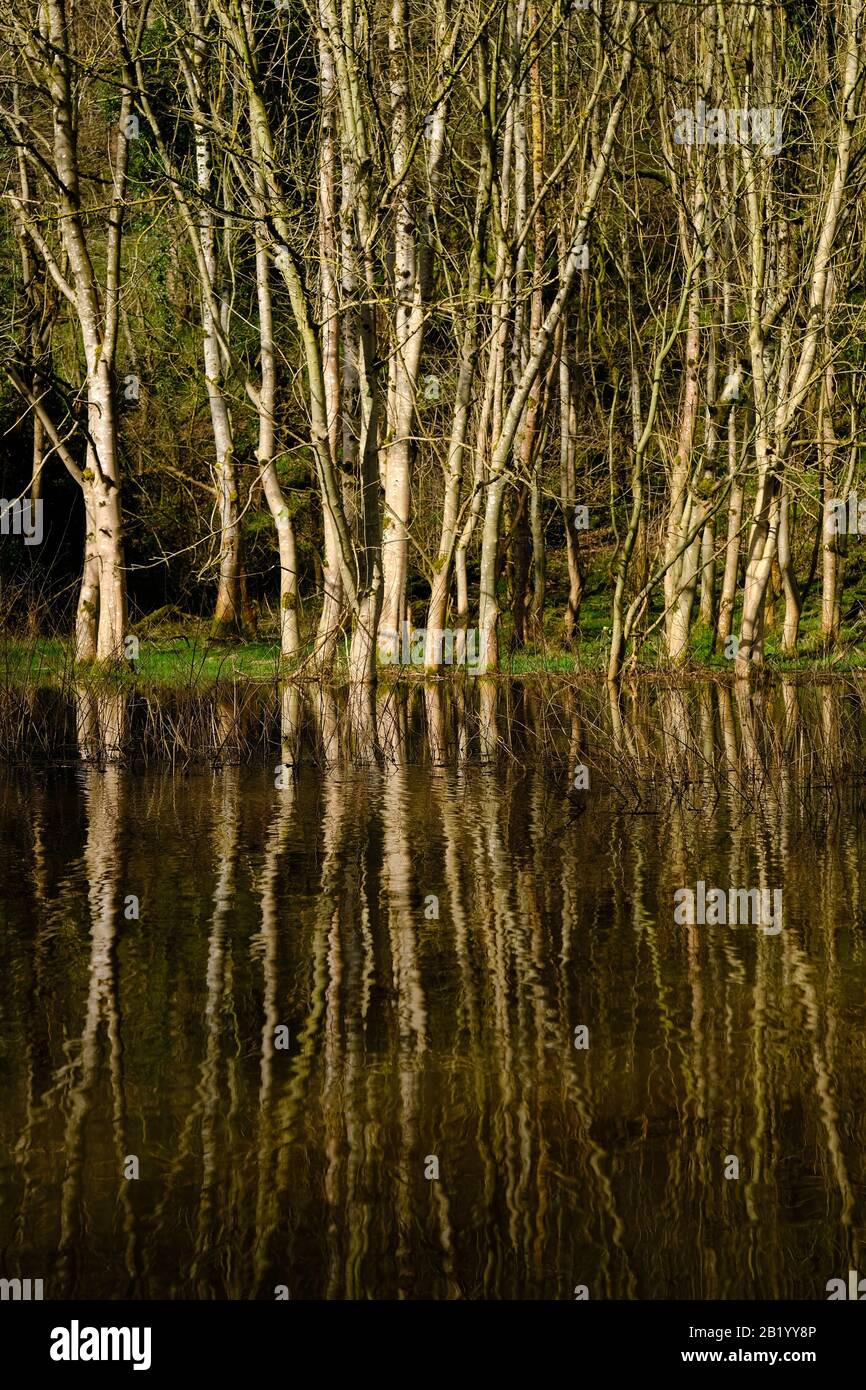 Waterlogged trees hi-res stock photography and images - Alamy