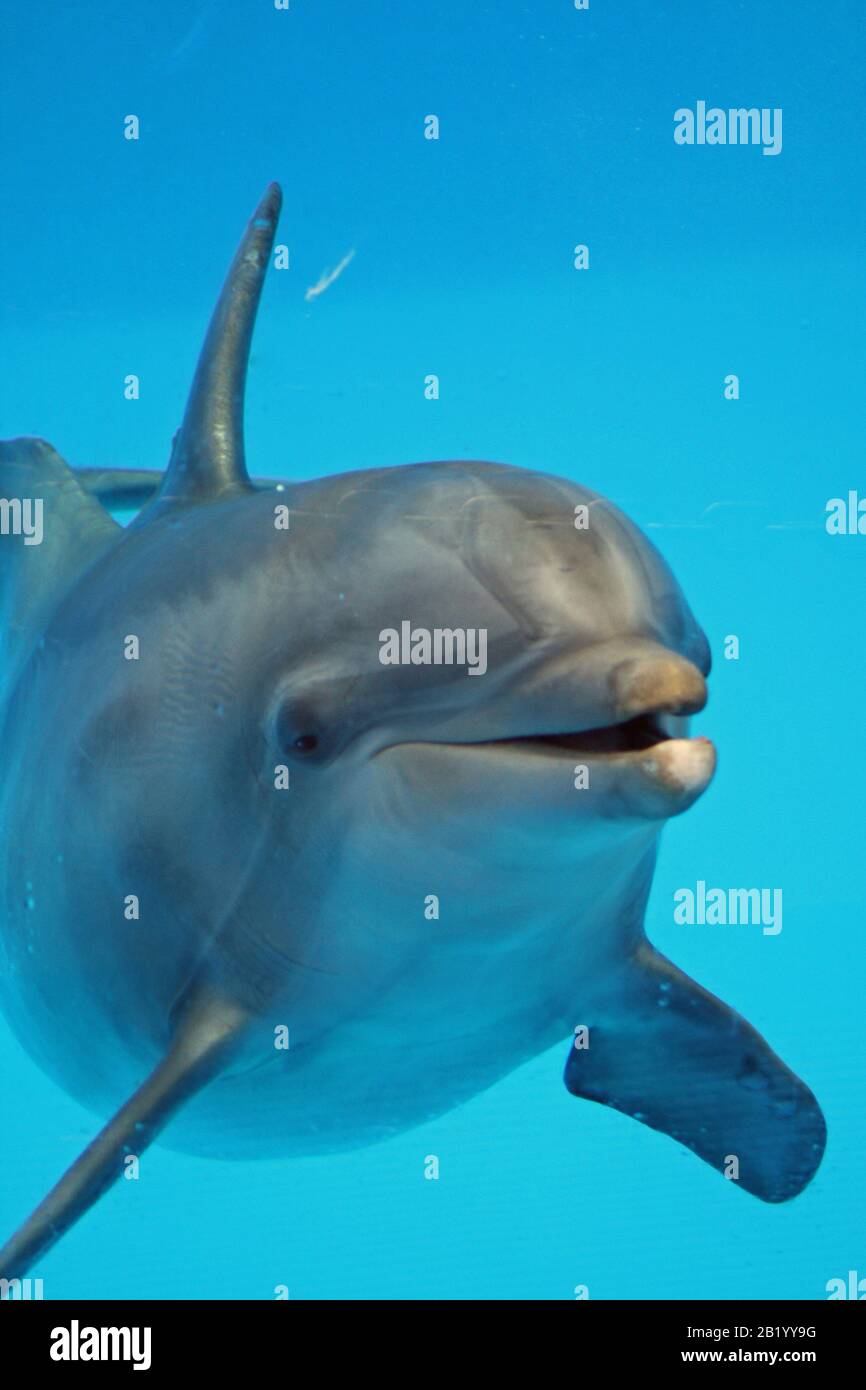 Delphinida hi-res stock photography and images - Alamy