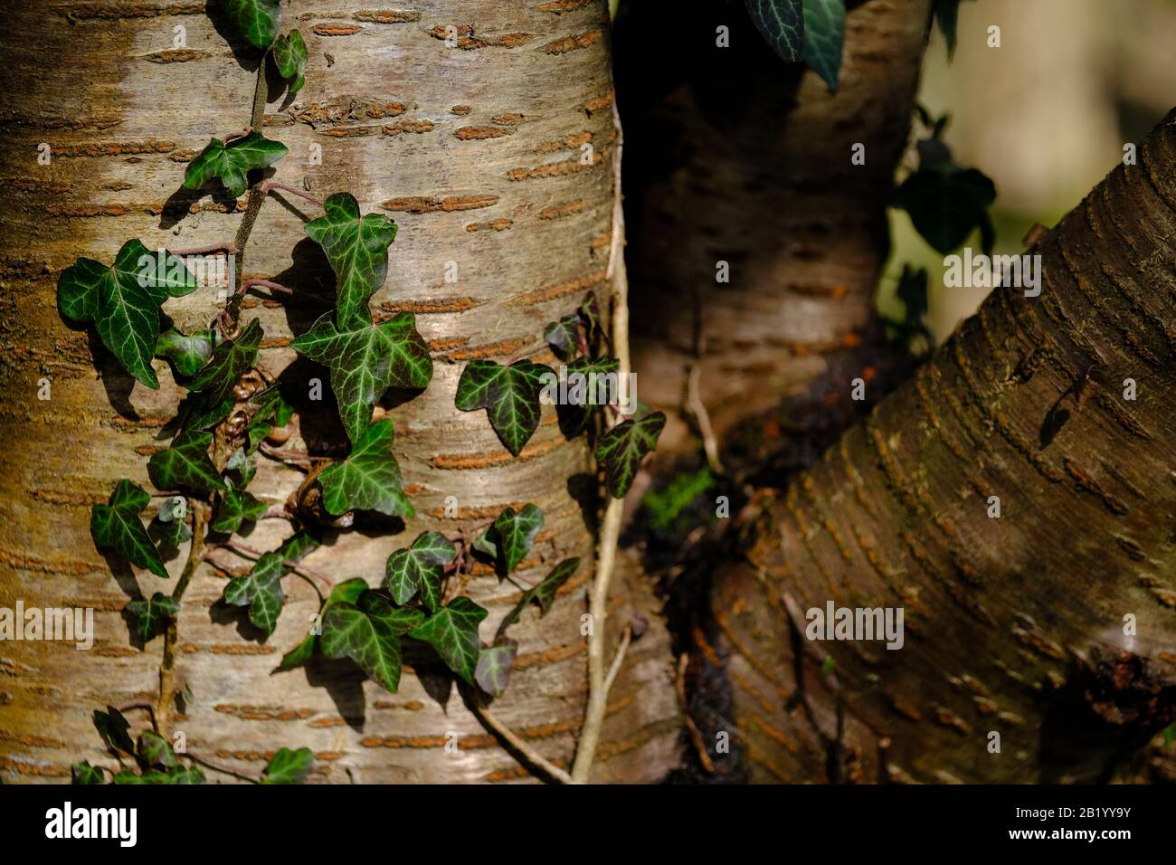 Ivy up trunk hi-res stock photography and images - Alamy