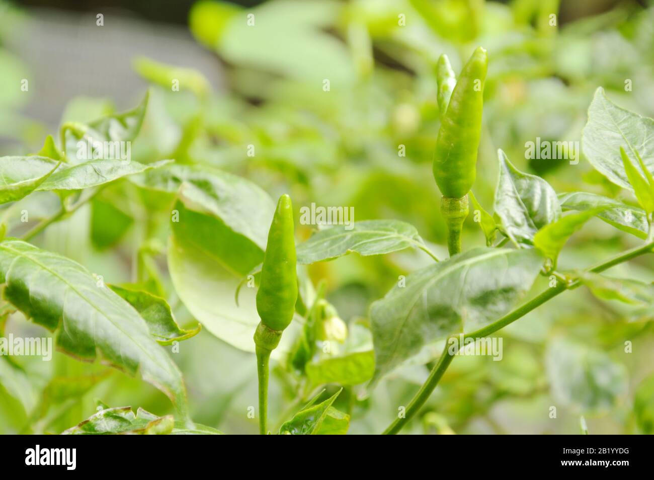chili tree growth in backyard garden Stock Photo - Alamy