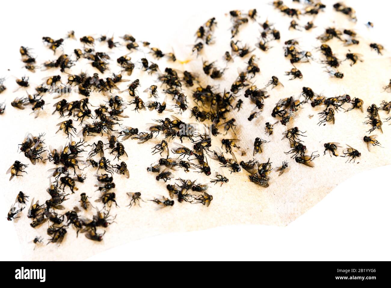 Close-up sticky fly tape with many flies trapped on extremely sticky ...