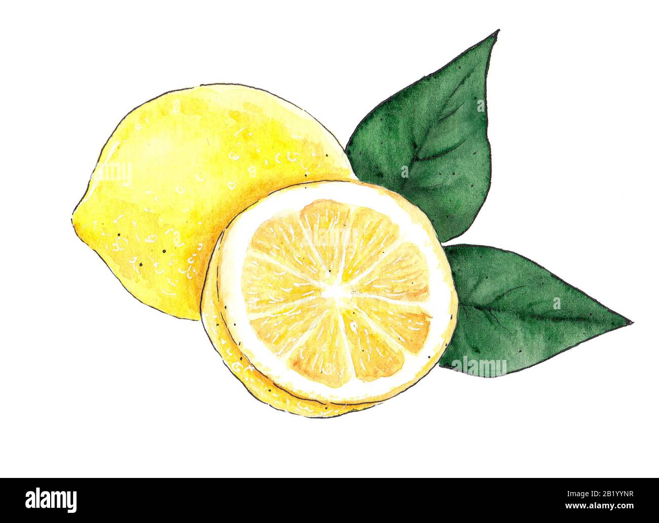 Watercolor lemon food isolated on a white background illustration ...