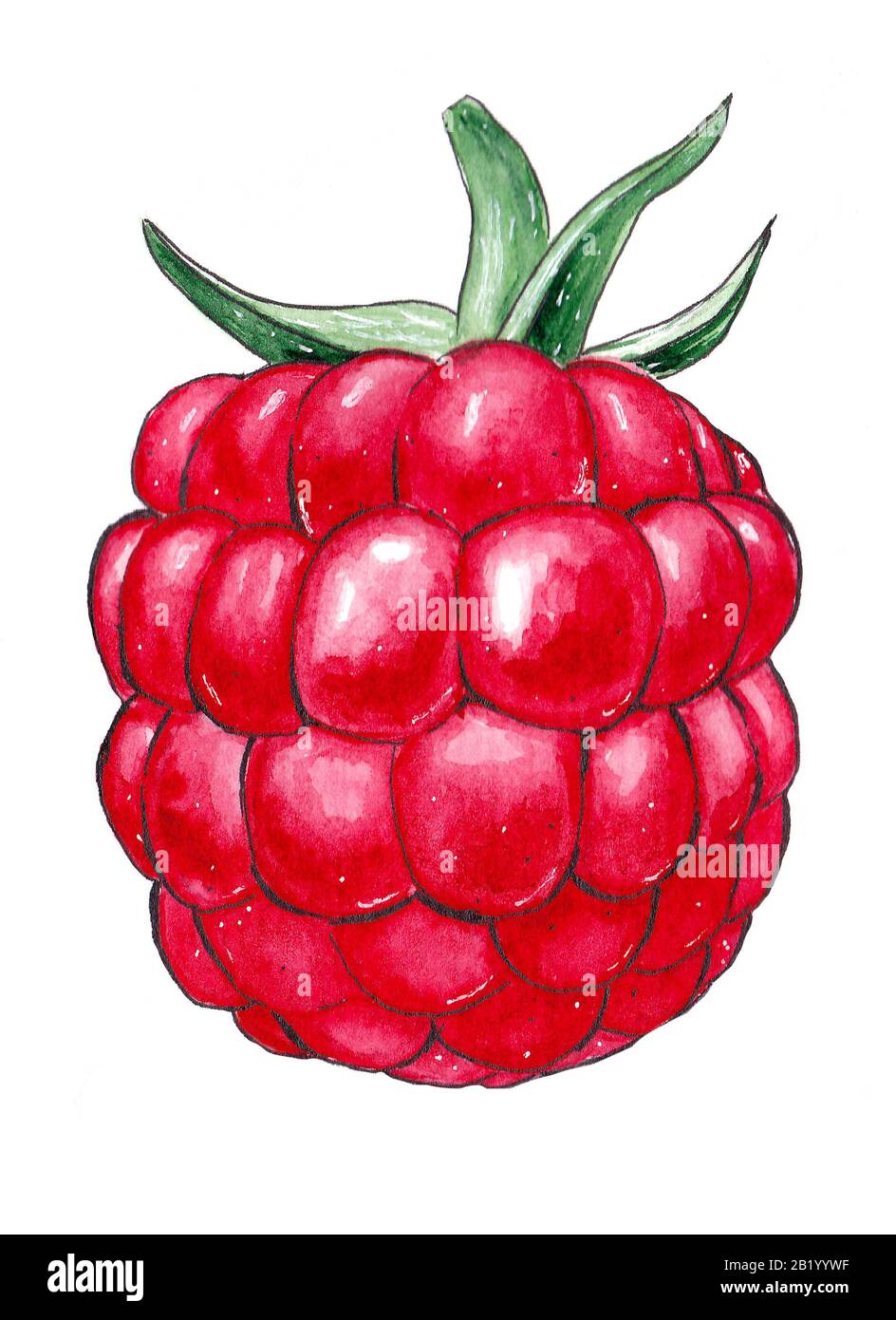 Watercolor raspberry food isolated on a white background illustration ...