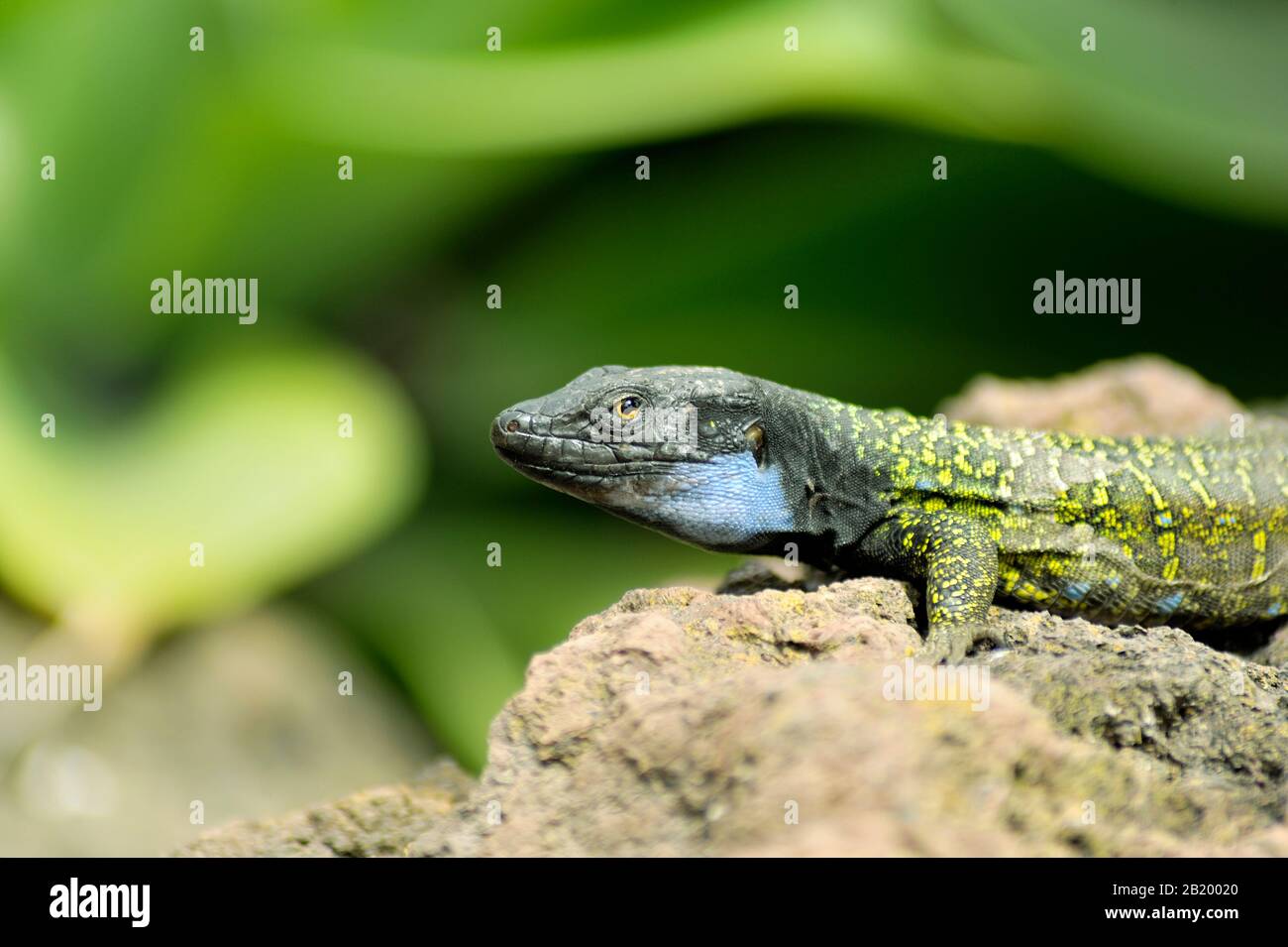 Tenerife Lizard (Gallotia Galloti) on a stone, close-up portrait Stock ...