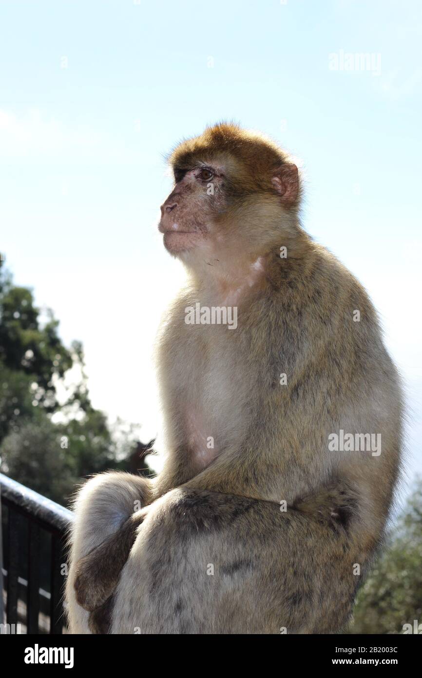 Macaque hands hi-res stock photography and images - Alamy