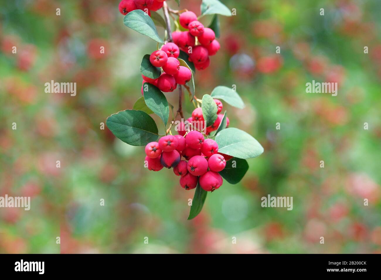 Paradise apple tree hi-res stock photography and images - Alamy
