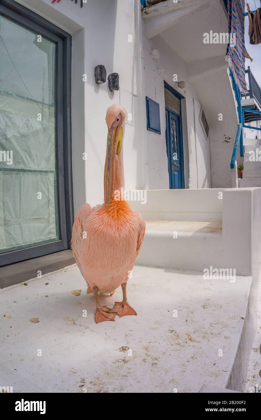 The Pelican of Mykonos, Cyclades called Petros (Peter) is an integral ...