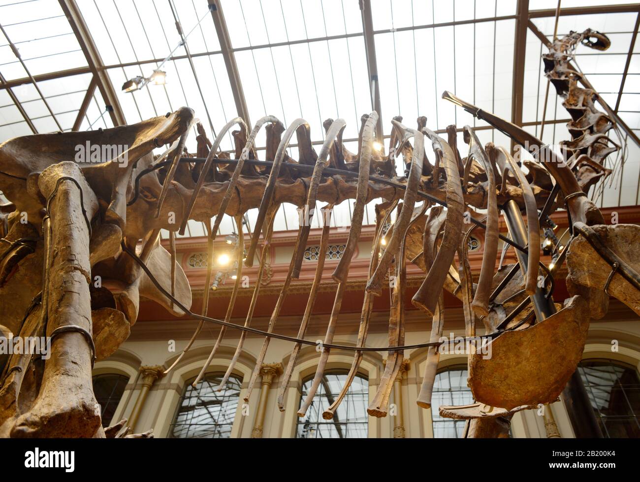 Berlin, Germany 07-07-2019 natural history museum, display of the ...