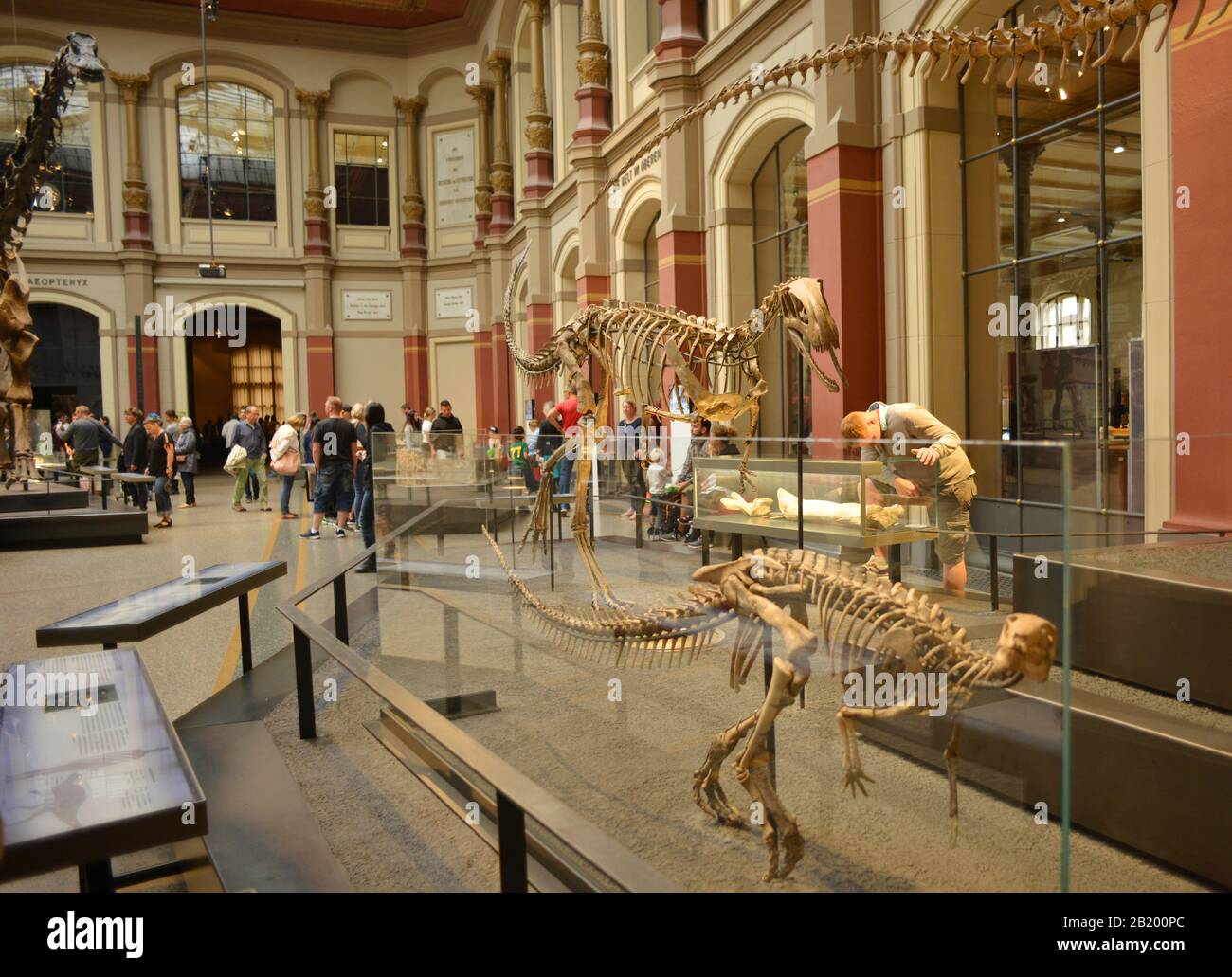 Berlin, Germany 07-07-2019 natural history museum, display of ...