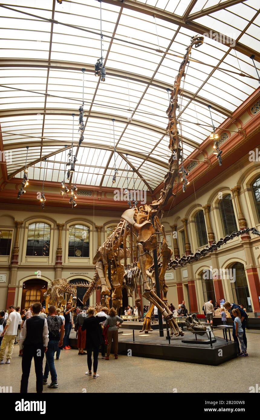 Berlin, Germany 07-07-2019 natural history museum, display of the ...