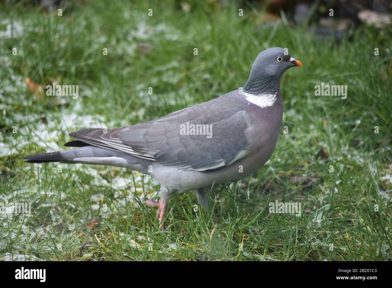 Big Pidgeon looking for food in a garden in the snow Stock Photo - Alamy