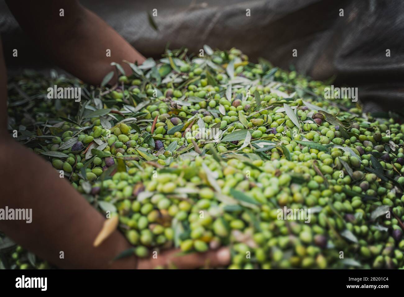 greatest olives in the world from koroneikh Stock Photo - Alamy