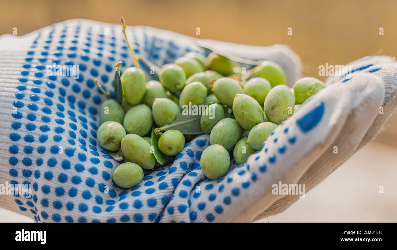 the best olives in the world koroneika Greece Stock Photo - Alamy