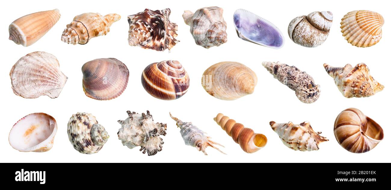 set of various shells of mollusks cutout on white background Stock ...