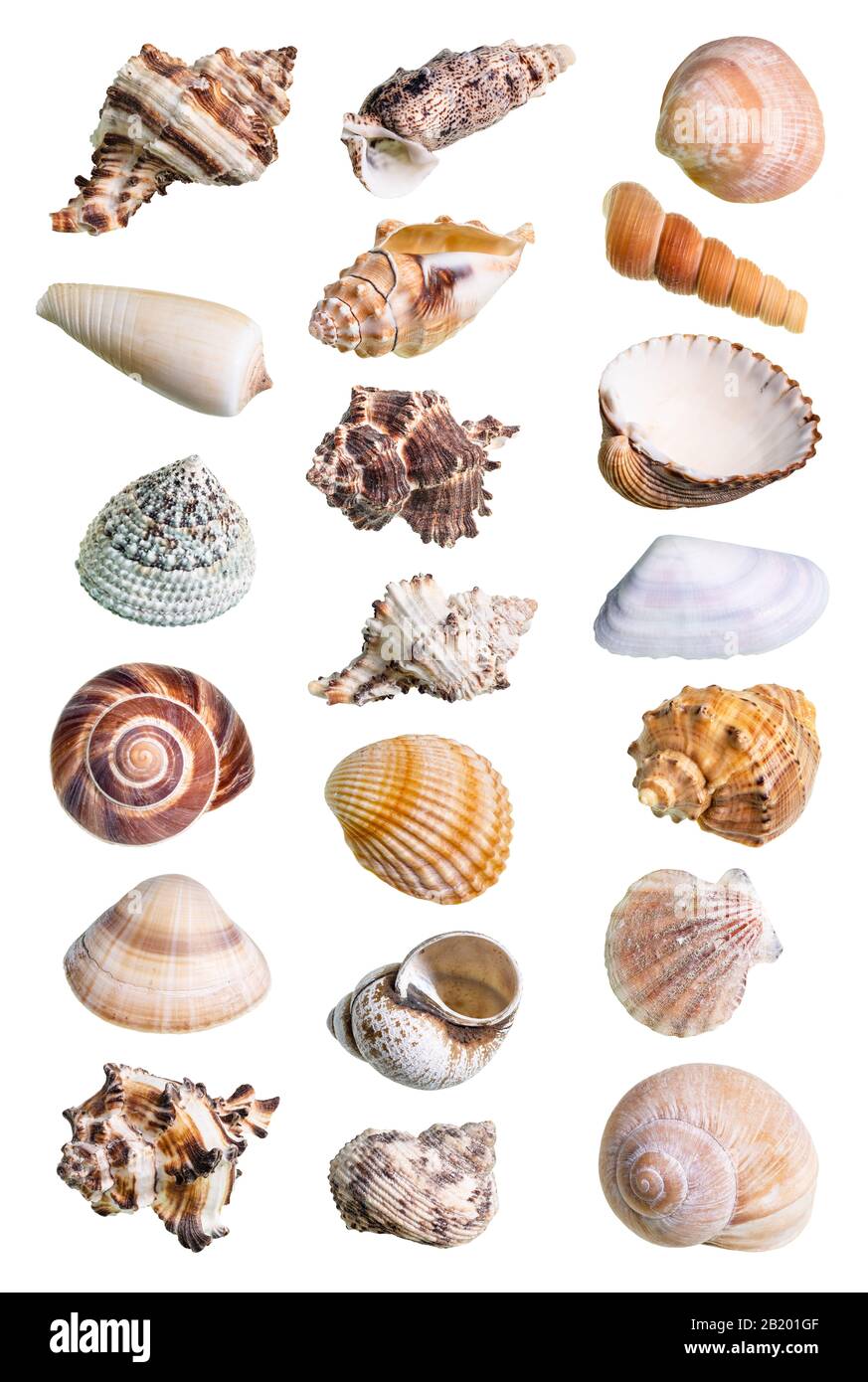collage from various shells of mollusks cutout on white background ...