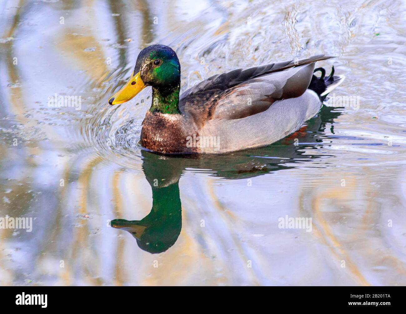 Mallard drake duck with colorful feathers swimming in a pond by himself ...