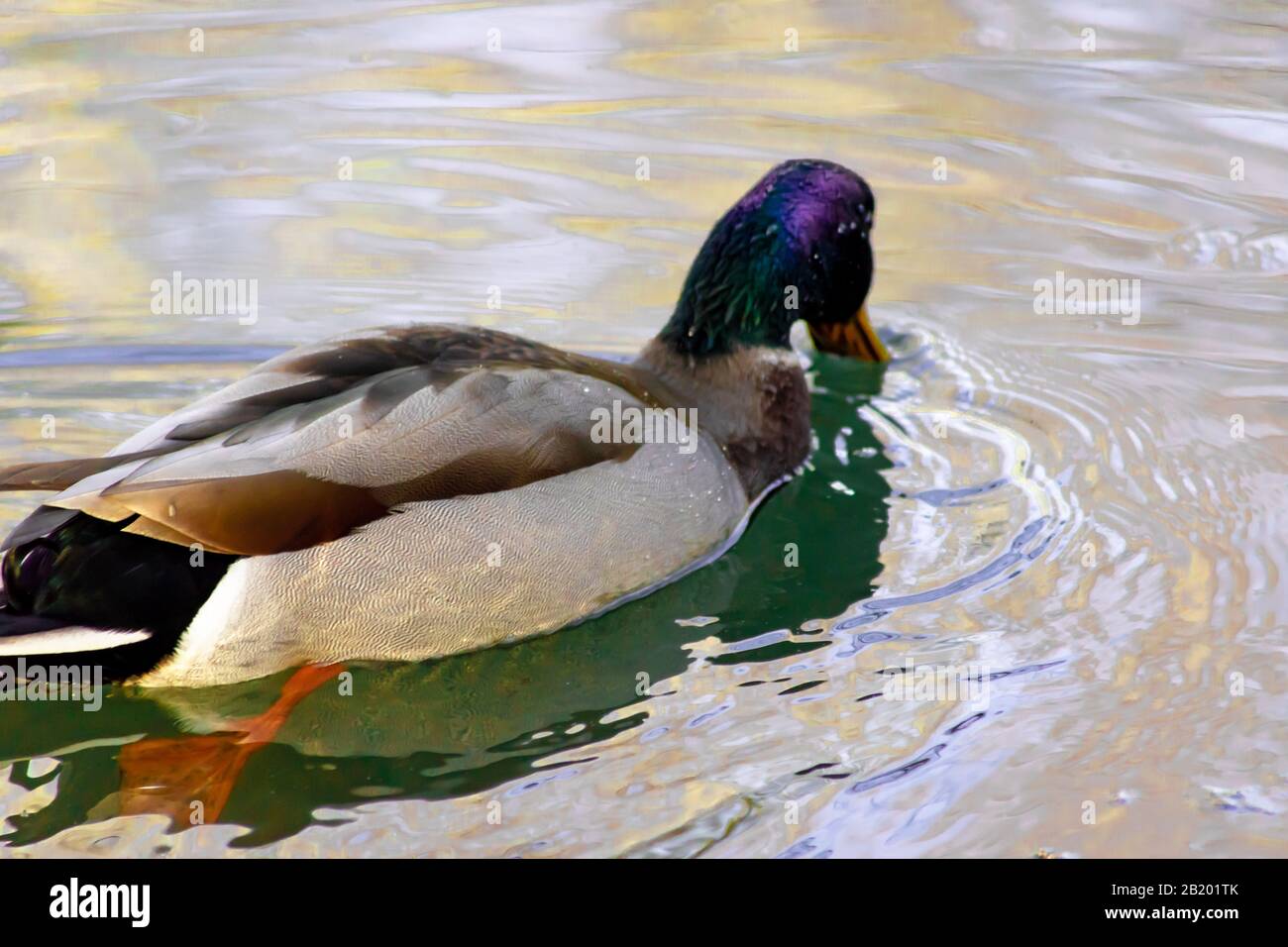 Mallard drake duck with colorful feathers swimming in a pond by himself ...