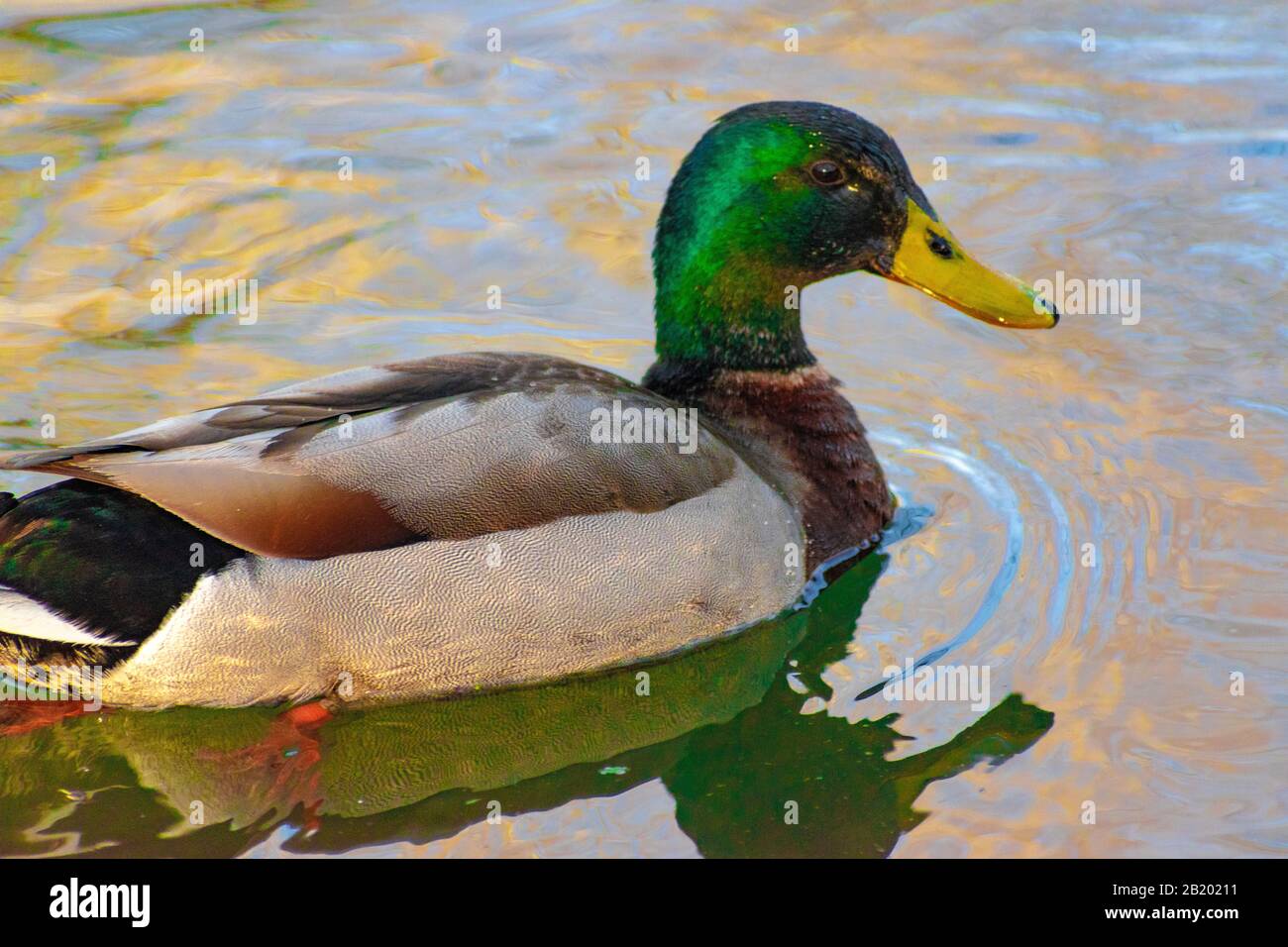 Mallard drake duck with colorful feathers swimming in a pond by himself ...