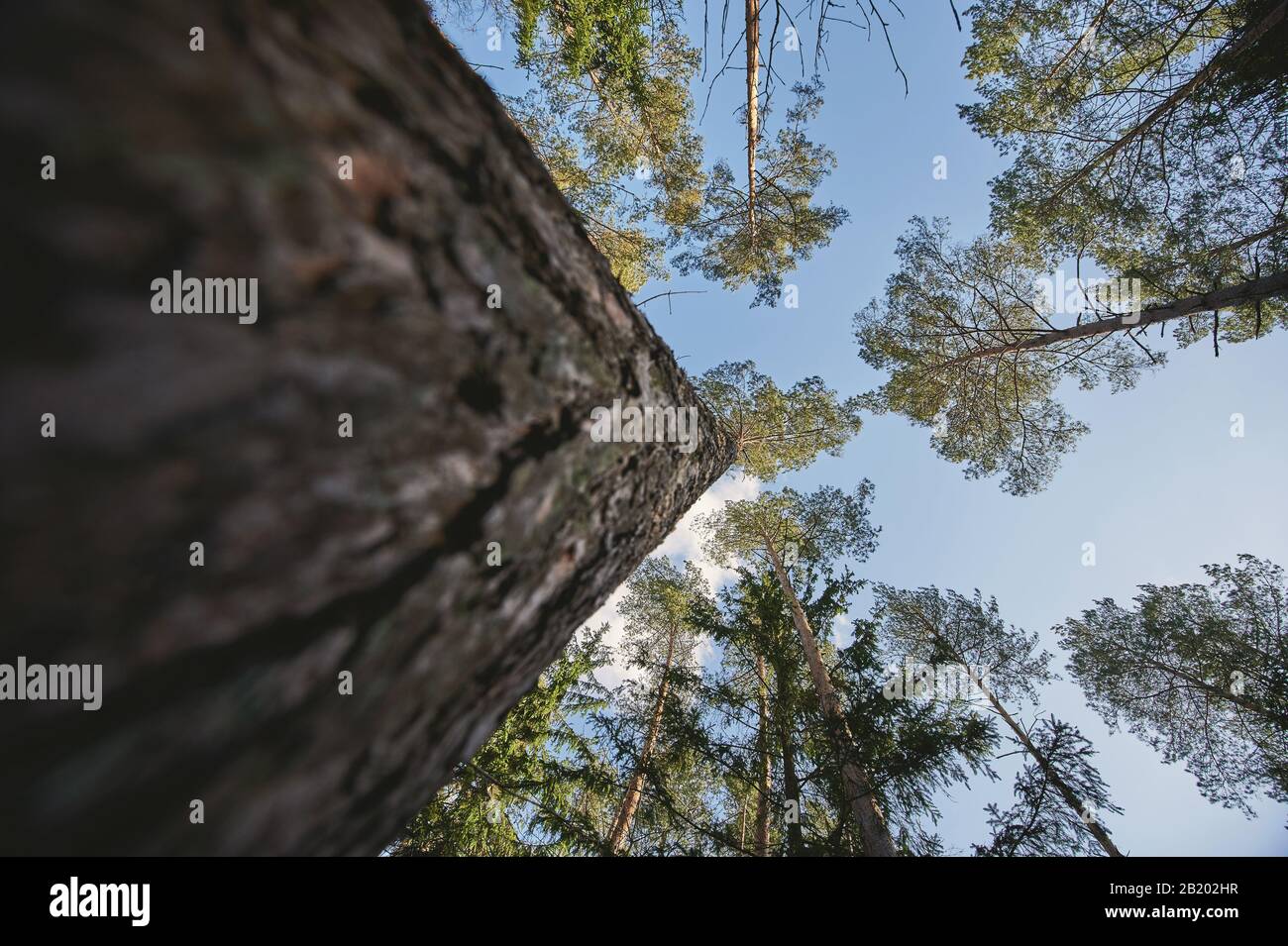 Branches of tree pine on blue sky background Stock Photo - Alamy