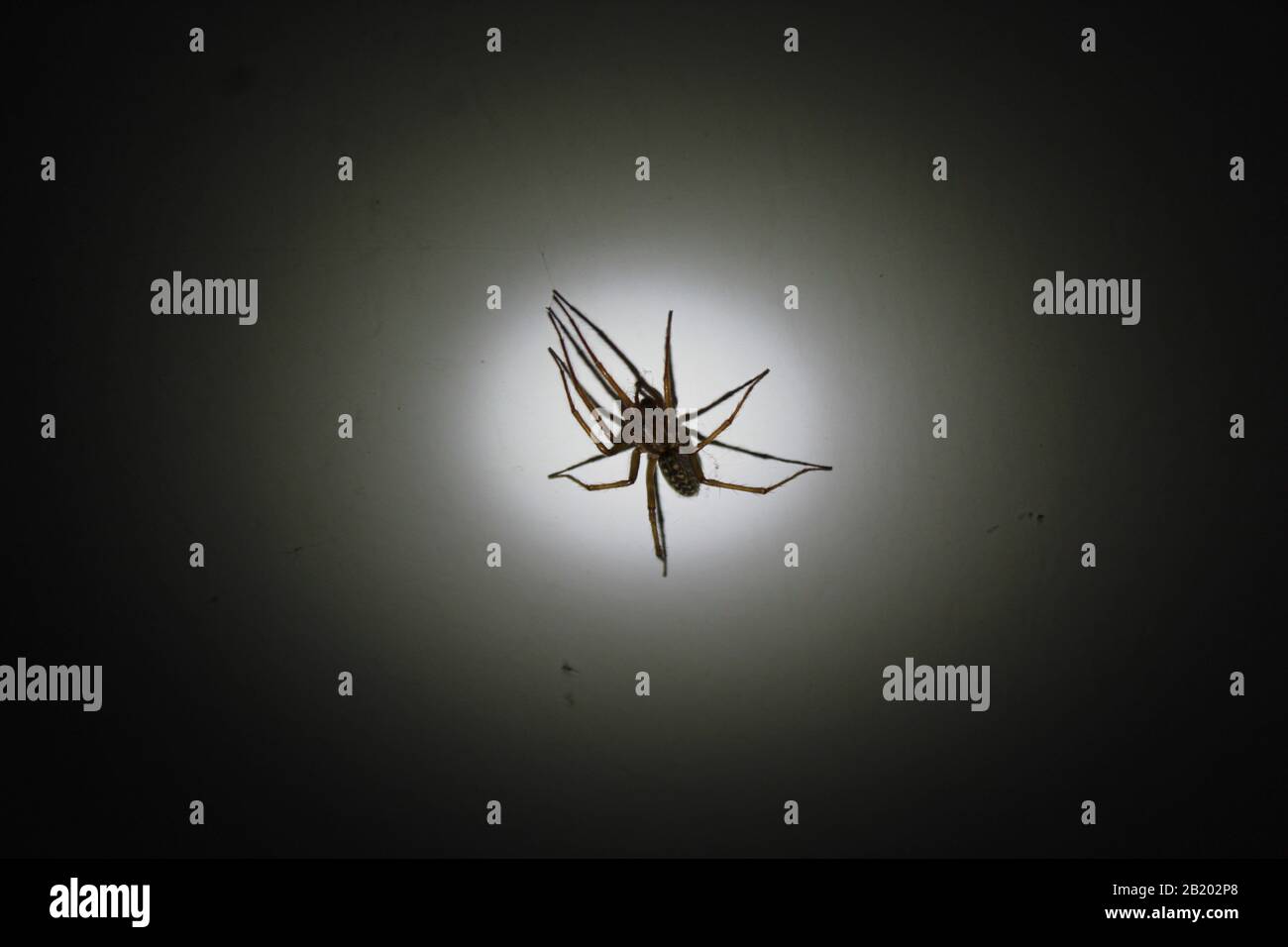 The picture shows a large house spider on the wall Stock Photo - Alamy