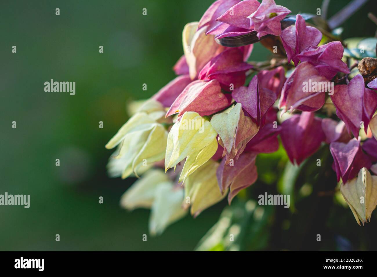 Glory-bower flower detail (Clerodendrum thomsoniae/ Lágrima de Cristo ...