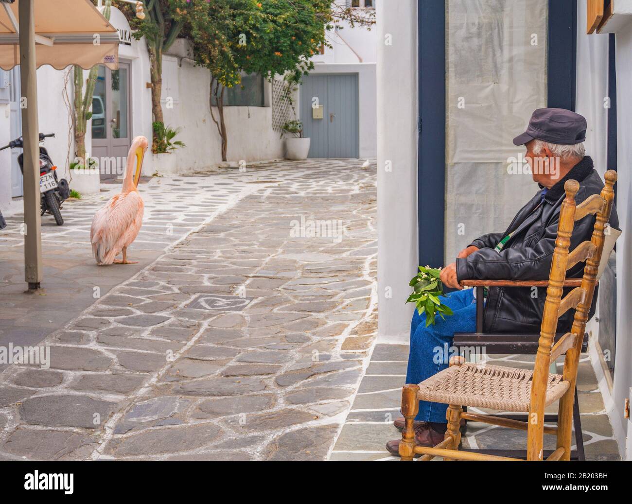 The Pelican of Mykonos, Cyclades called Petros (Peter) is an integral ...