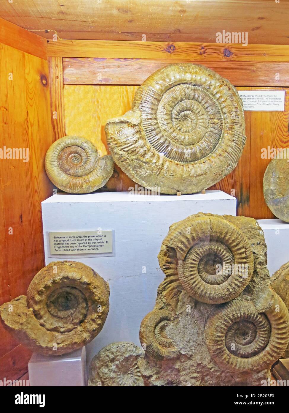 Limestone ammonites hi-res stock photography and images - Alamy