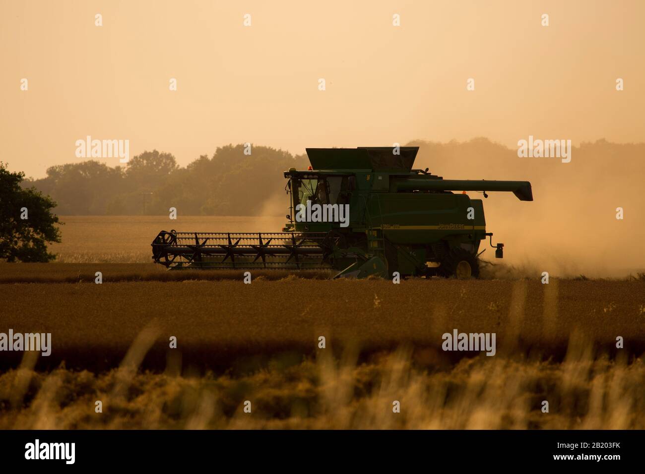 A harvester harvesting wheat on a summer's evening just before sunset ...