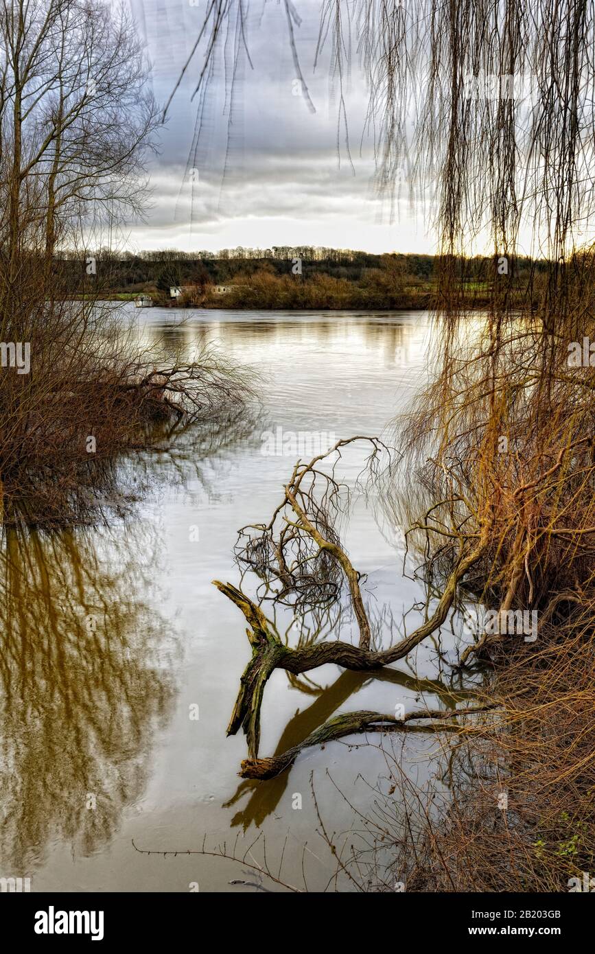Old tree branch in the river trent,Nottingham,england,UK Stock Photo ...