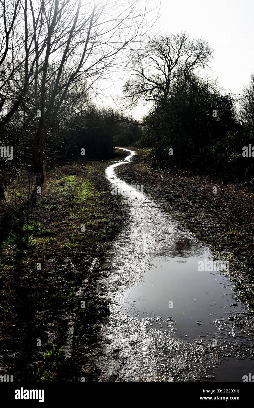 Muddy footpath,Attenborough nature reserve,Nottingham,England,UK Stock ...